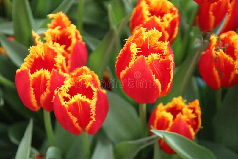 1,920 Fire Tulip Stock Photos - Free & Royalty-Free Stock Photos from ...
