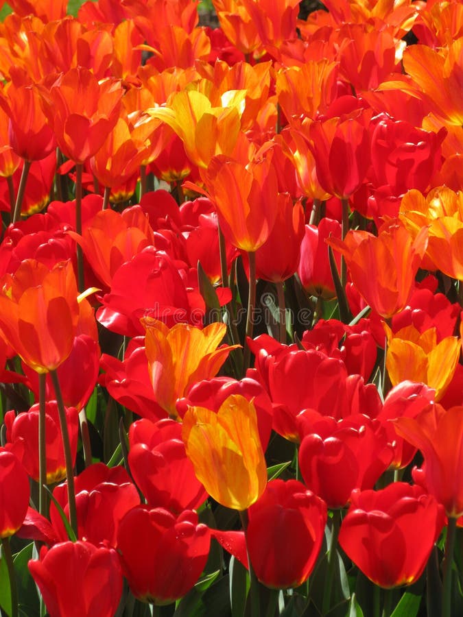 Fire tulips stock image. Image of blossom, bunch, basin - 30418751