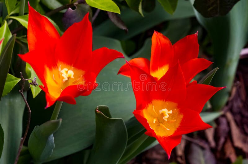 Fire tulips stock image. Image of blossom, bunch, basin - 30418751