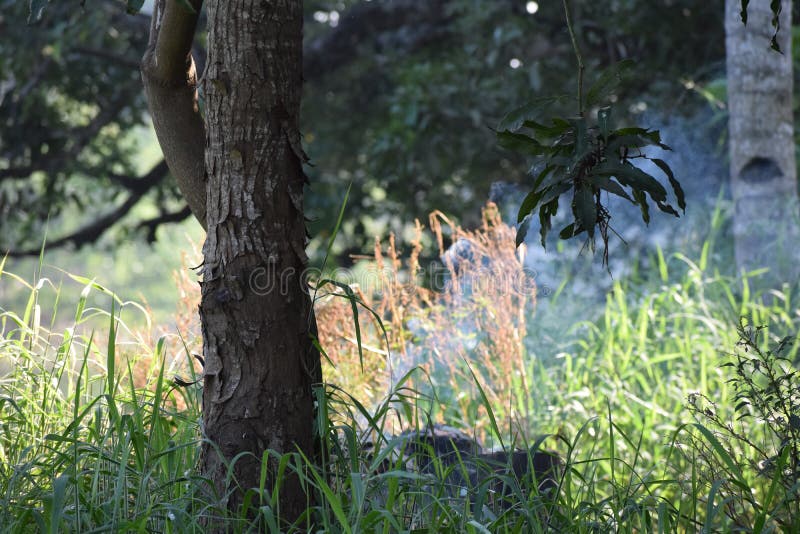 Fire under the tree stock photo. Image of critical, landscape - 251856074