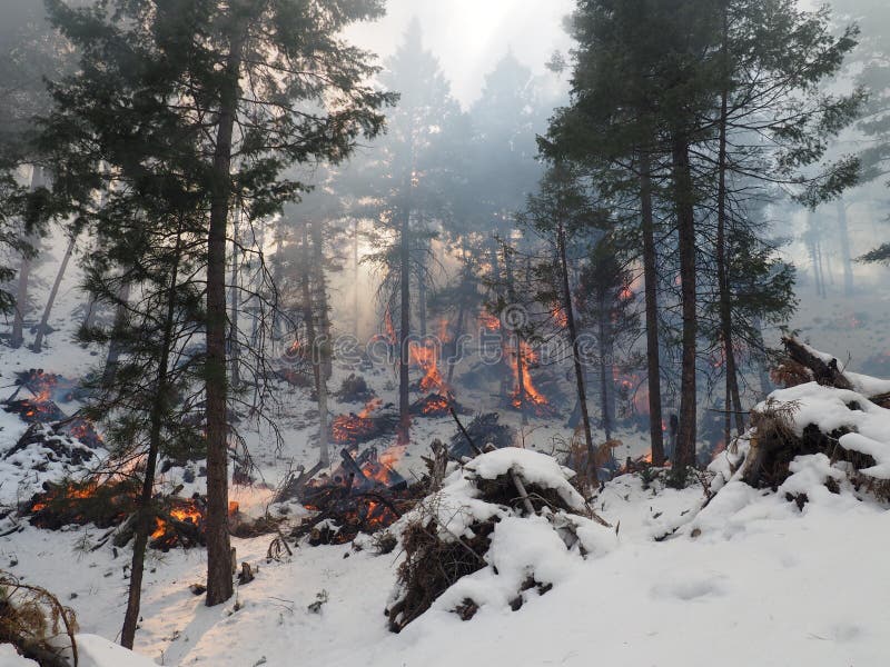 Forest Fire stock image. Image of flames, trees, summer - 3152775