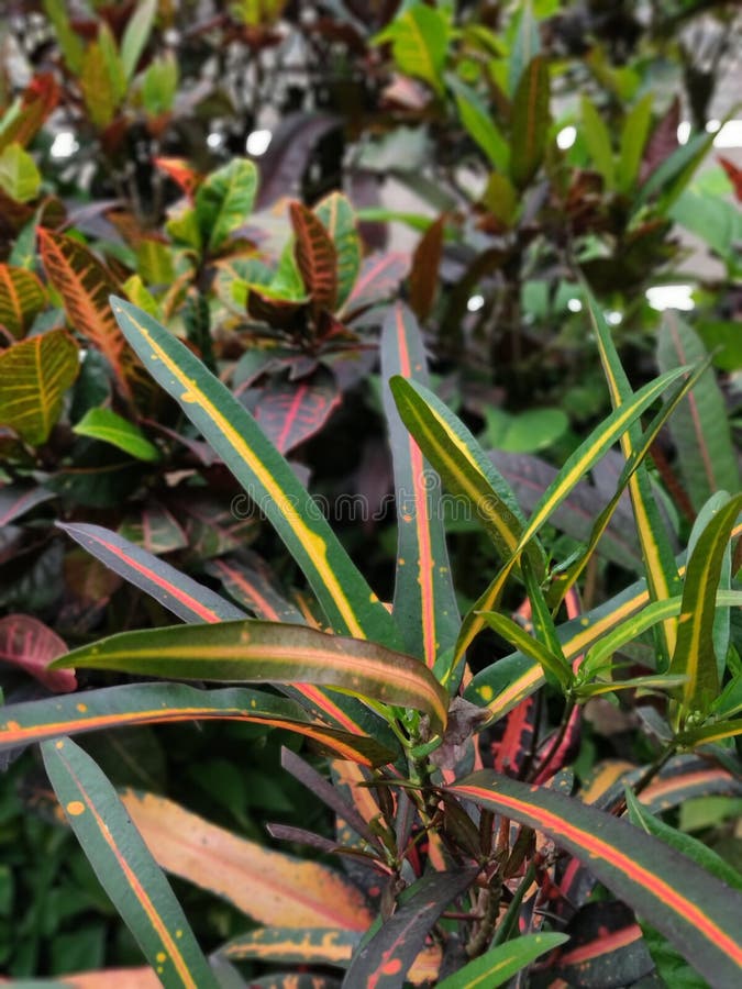 Fire vein plant stock photo. Image of plant, mexico - 149331048