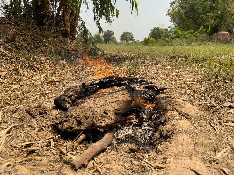 Bonfire in the field. stock image. Image of field, tree - 238979863