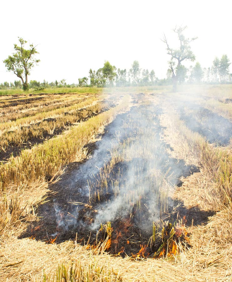 Fire was burning straw. stock photo. Image of burning - 25546726
