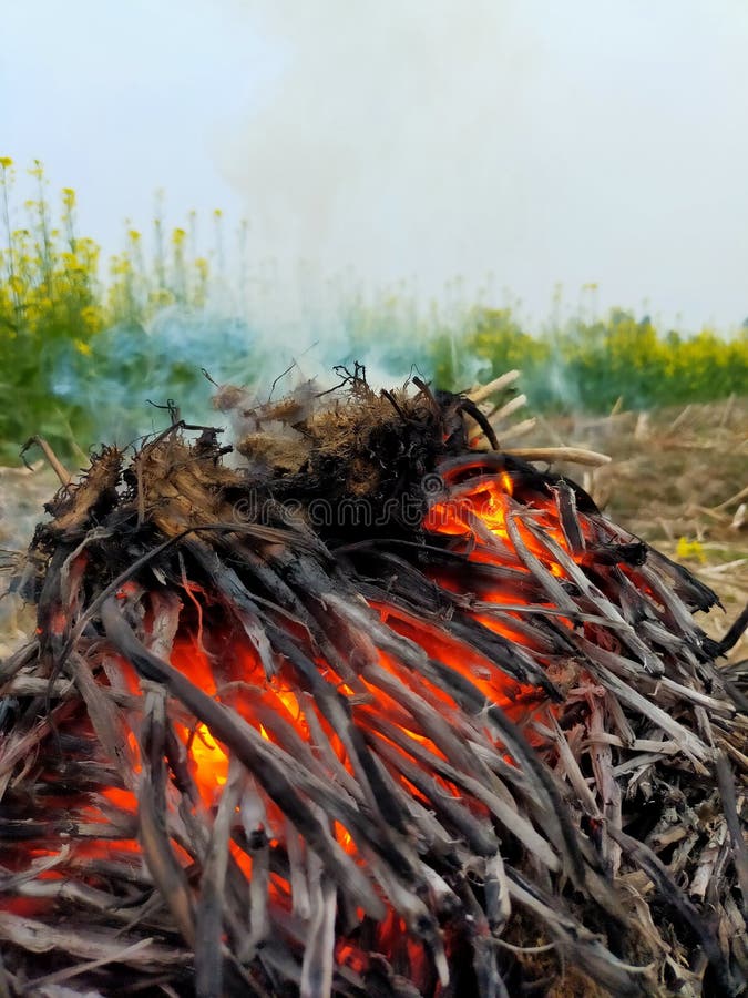 Fire and Wash Together during the Day Stock Image - Image of dish, tree ...