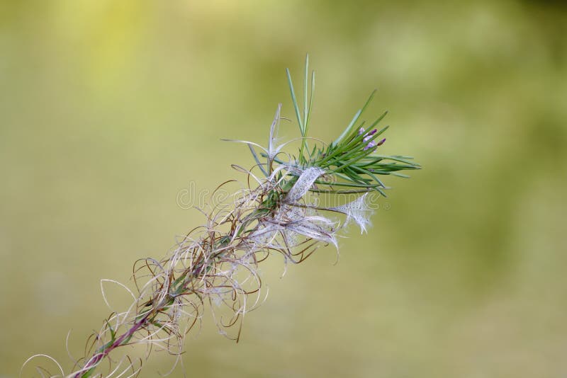 Fire weed stock image. Image of fireweed, needles, fertilization - 77624853