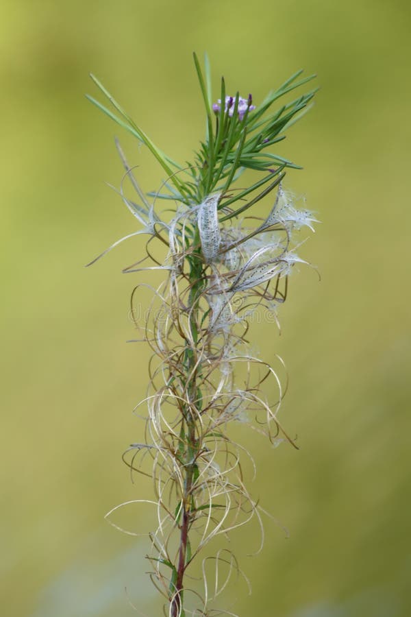 Fire weed stock photo. Image of fertilization, primrose - 77625352