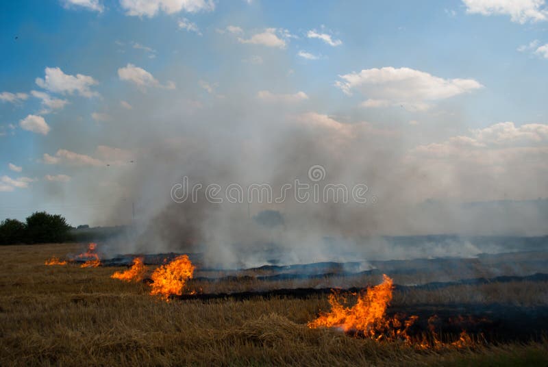 A fire in a wheat field stock photo. Image of human, danger - 62457002