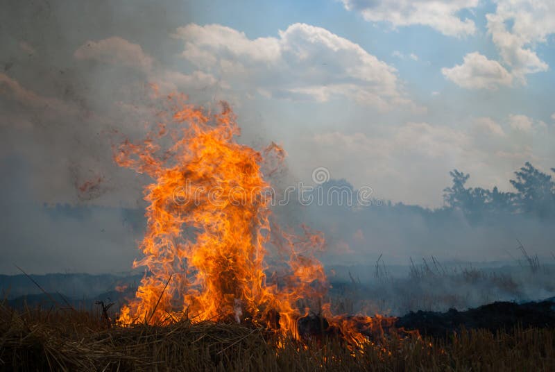 The fire in a wheat field stock image. Image of forest - 62456859