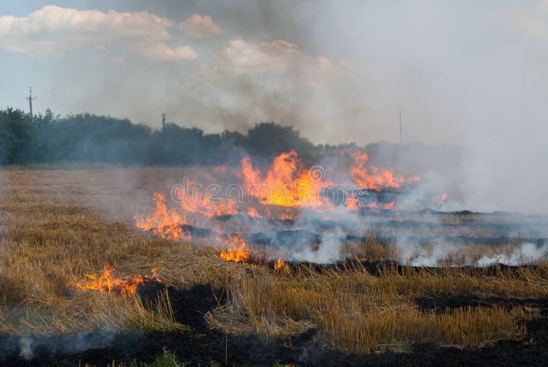 The fire in a wheat field stock photo. Image of flames - 62043794