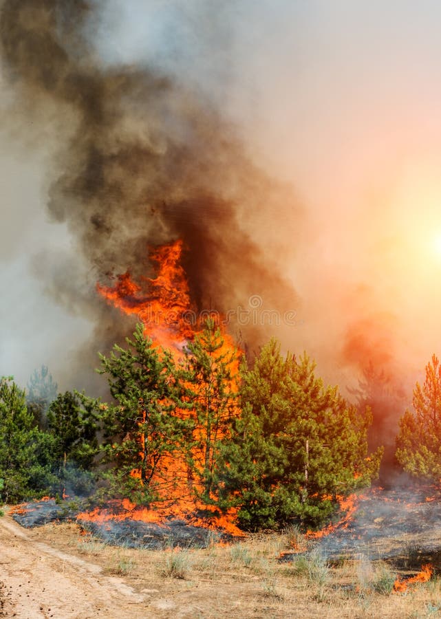 Fire. Wildfire, Burning Pine Forest in the Smoke and Flames Stock Image ...