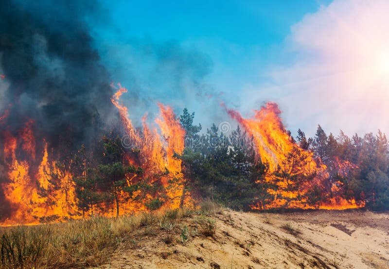 Fire. Wildfire, Burning Pine Forest in the Smoke and Flames Stock Image ...