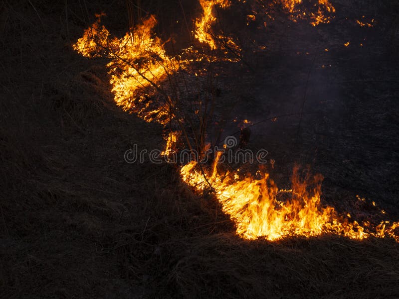 Fire. Wildfire, Burning Pine Forest in the Smoke and Flames Stock Photo ...