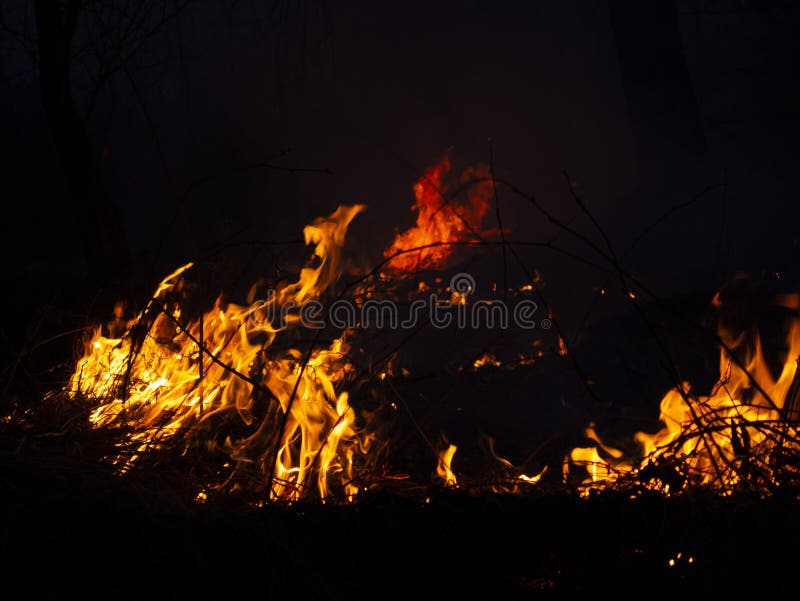 Fire. Wildfire, Burning Pine Forest in the Smoke and Flames Stock Image ...