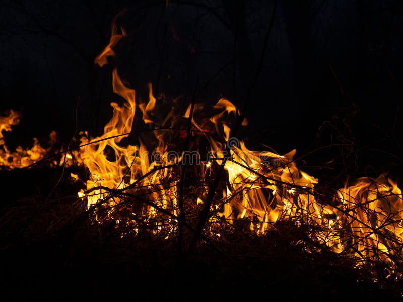 Fire. Wildfire, Burning Pine Forest in the Smoke and Flames Stock Image ...