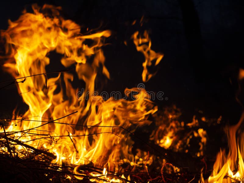 Fire. Wildfire, Burning Pine Forest in the Smoke and Flames Stock Image ...