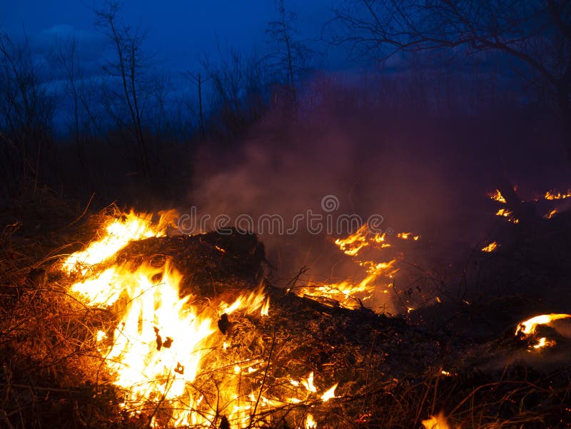 Fire. Wildfire, Burning Pine Forest in the Smoke and Flames Stock Image ...