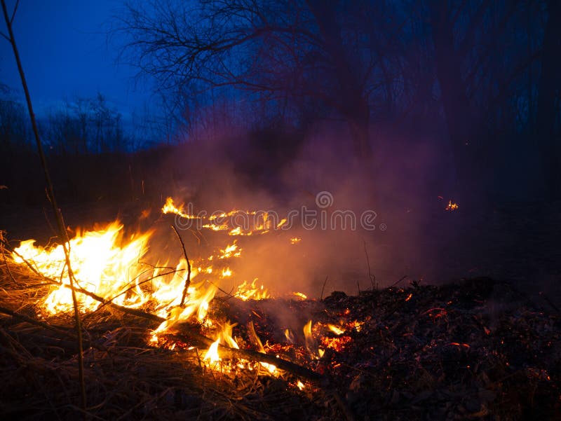 Fire. Wildfire, Burning Pine Forest in the Smoke and Flames Stock Photo ...
