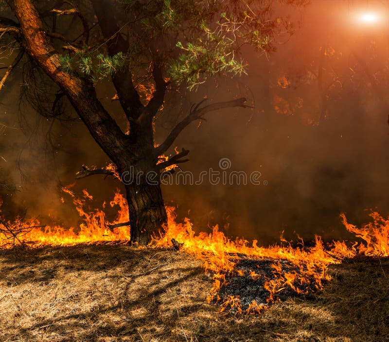 Fire. Wildfire, Burning Pine Forest in the Smoke and Flames. Stock ...