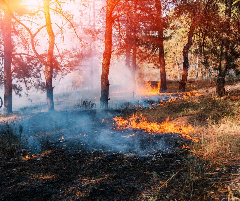 Fire. Wildfire, Burning Pine Forest in the Smoke and Flames. Stock ...