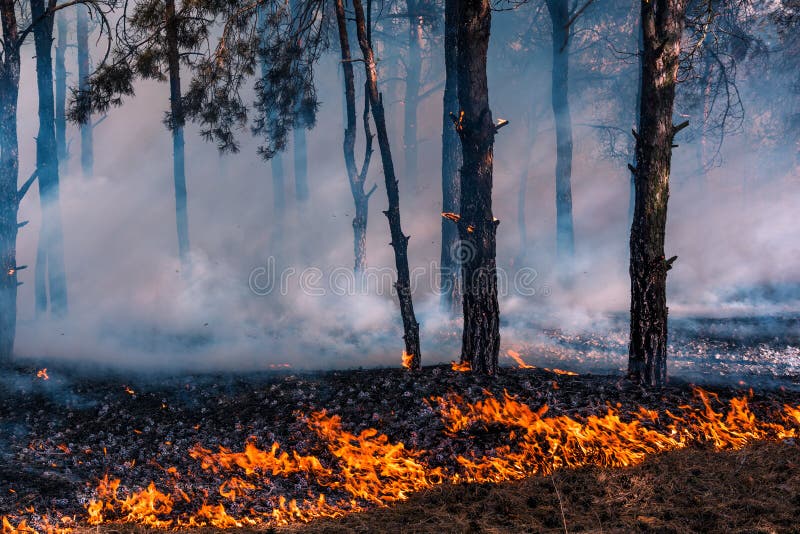 Fire. Wildfire at Sunset, Burning Pine Forest in the Smoke and Flames ...