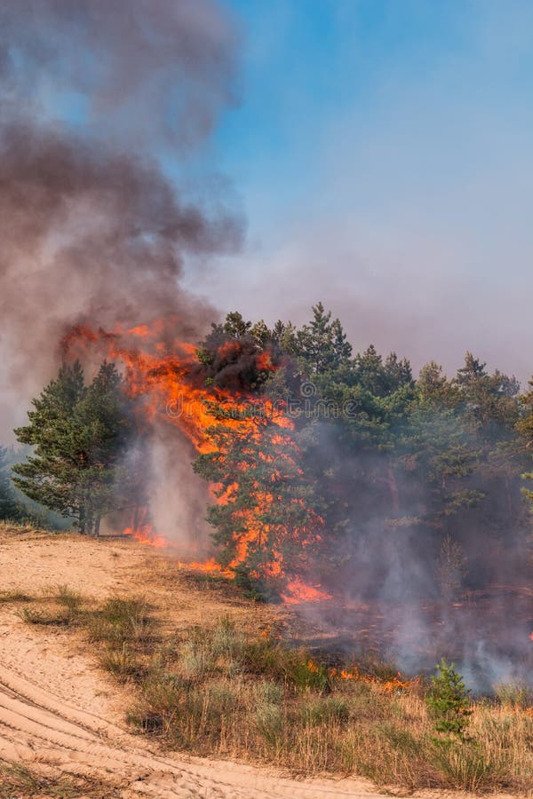 Fire. Wildfire at Sunset, Burning Pine Forest in the Smoke and Flames ...