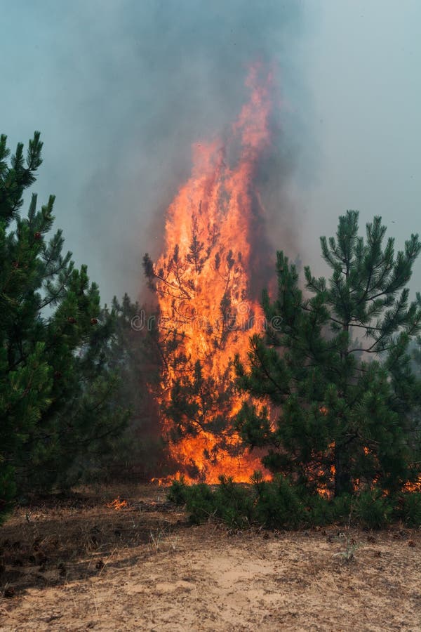 Fire. Wildfire at Sunset, Burning Pine Forest in the Smoke and Flames ...