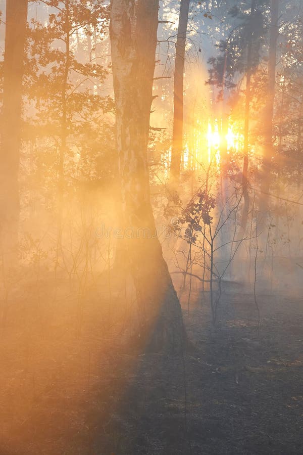 Fire. Wildfire at Sunset, Burning Pine Forest in the Smoke Stock Image ...