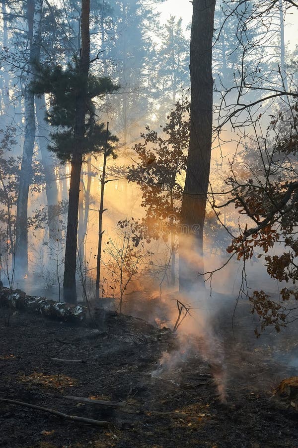 Fire. Wildfire at Sunset, Burning Pine Forest in the Smoke Stock Photo ...