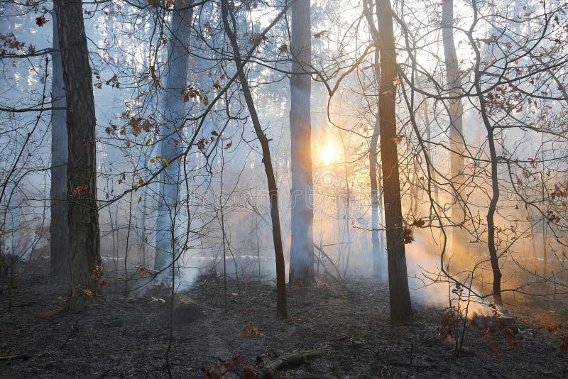 Fire. Wildfire at Sunset, Burning Pine Forest in the Smoke Stock Image ...