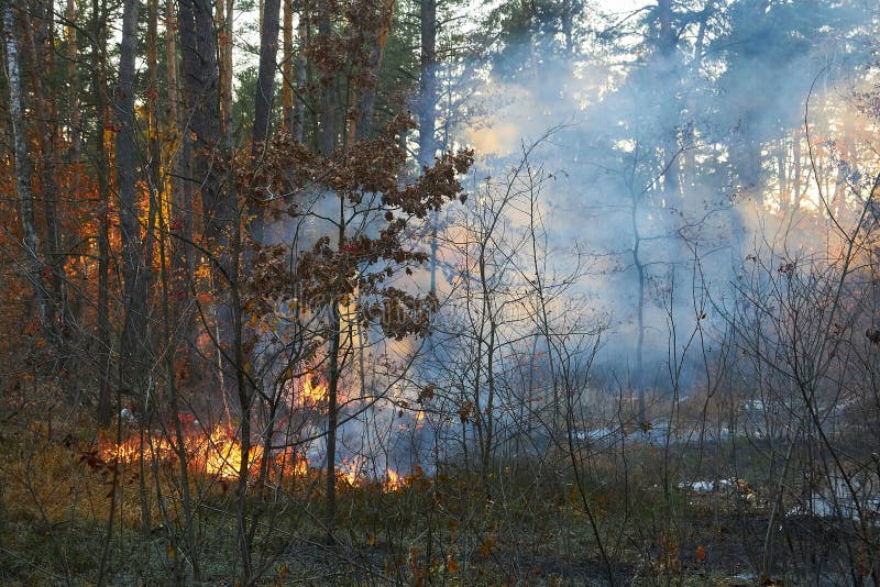 Fire. Wildfire at Sunset, Burning Pine Forest in the Smoke Stock Image ...