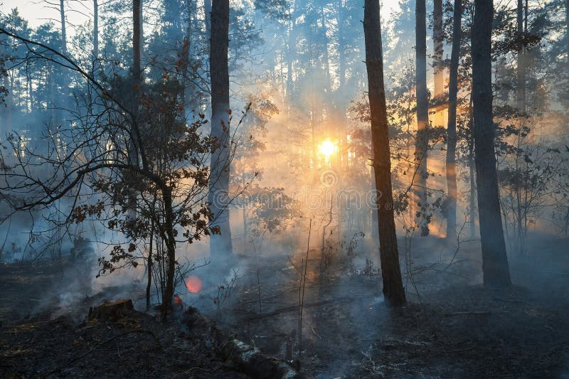 Fire. Wildfire at Sunset, Burning Pine Forest in the Smoke Stock Image ...