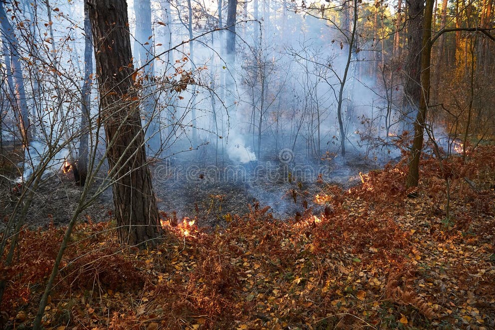 Fire. Wildfire at Sunset, Burning Pine Forest in the Smoke Stock Image ...