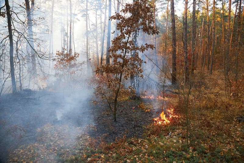 Fire. Wildfire at Sunset, Burning Pine Forest in the Smoke Stock Image ...