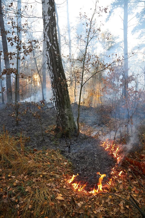 Fire. Wildfire at Sunset, Burning Pine Forest in the Smoke Stock Image ...