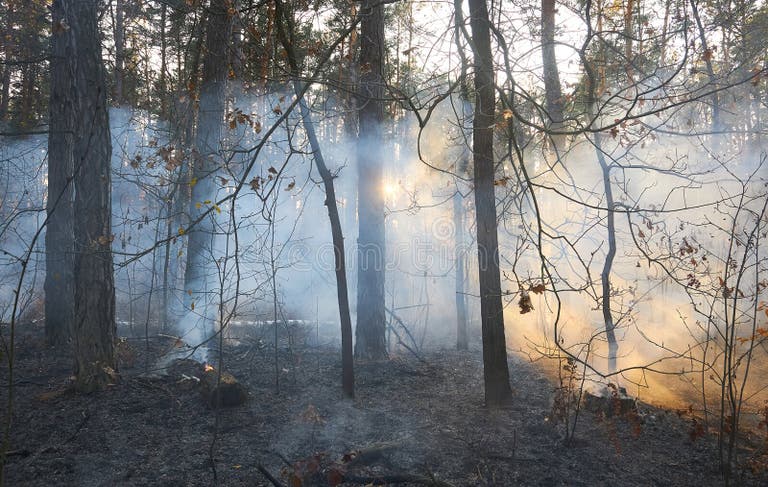 Fire. Wildfire at Sunset, Burning Pine Forest in the Smoke Stock Image ...