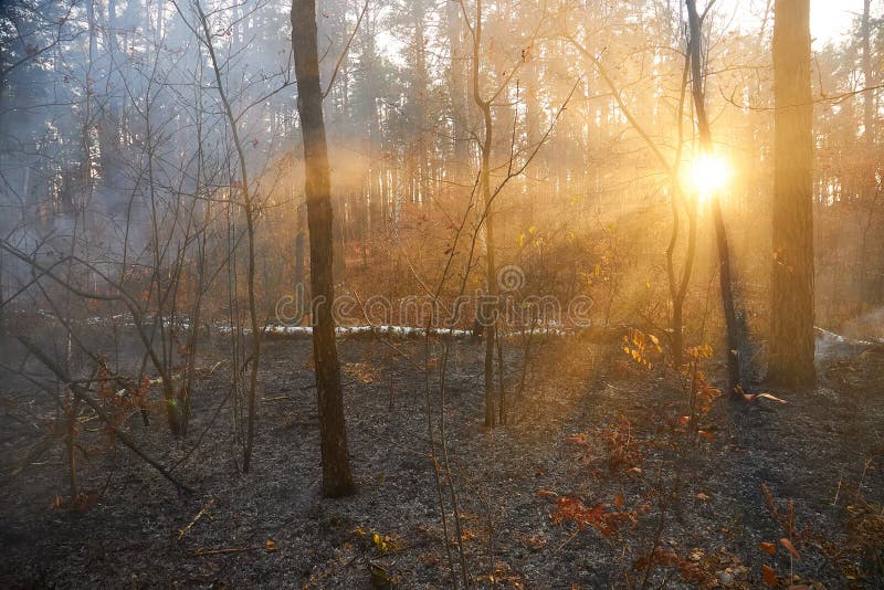 Fire. Wildfire at Sunset, Burning Pine Forest in the Smoke Stock Photo ...