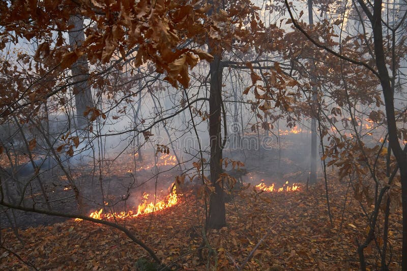 Fire. Wildfire at Sunset, Burning Pine Forest in the Smoke Stock Image ...