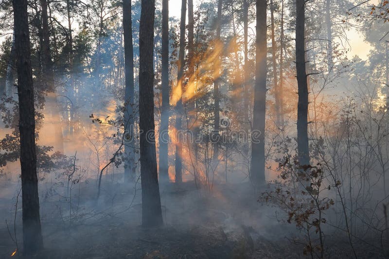 Fire. Wildfire at Sunset, Burning Pine Forest in the Smoke Stock Photo ...