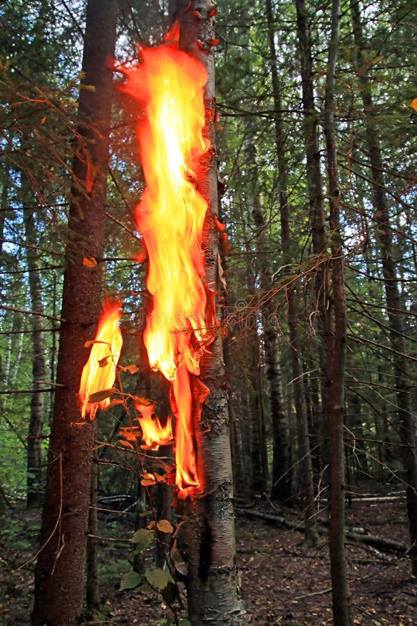 Fire in wood stock photo. Image of damage, fire, deforestation - 12410836