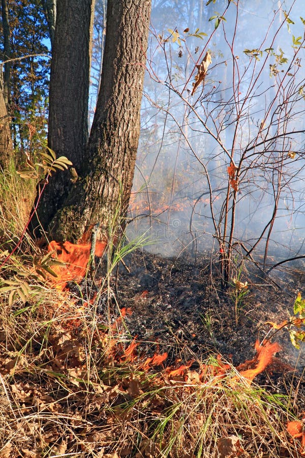 Fire in wood stock image. Image of close, natural, forest - 16718639