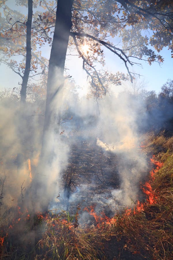 Forest fire stock photo. Image of pine, trees, burns, smoke - 1117326
