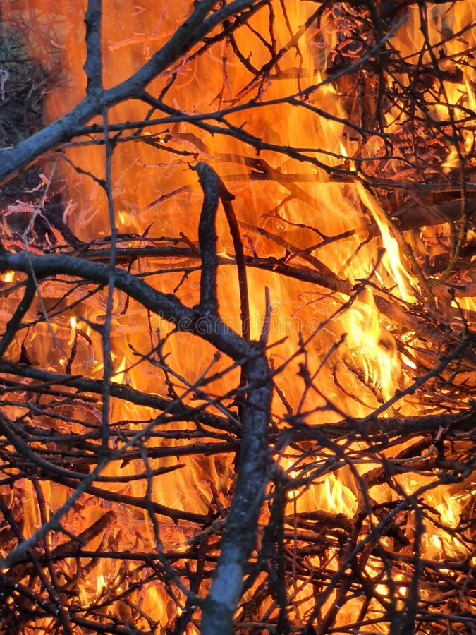 Fire in wood burning tree stock photo. Image of flower - 279939468