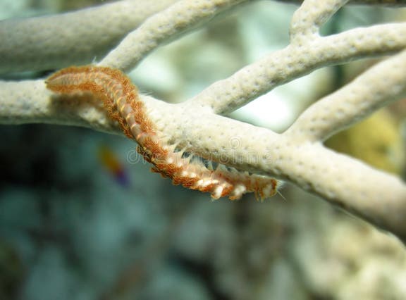 Fire Worm stock image. Image of diving, scuba, fire, bright - 10973255
