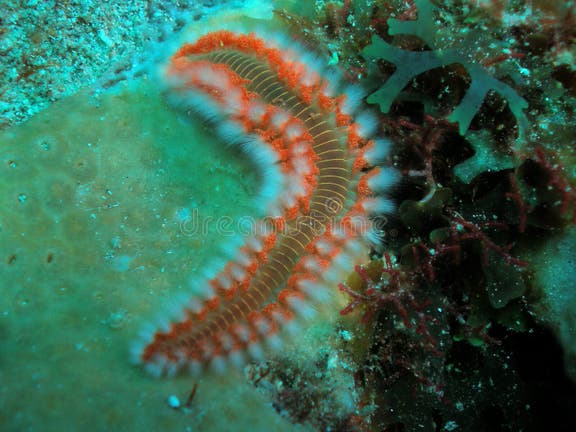 Fire worm stock image. Image of coral, ocean, florida - 5712135