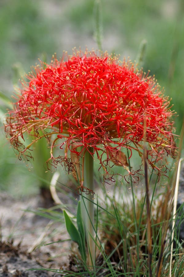 Fireball Lily stock image. Image of lily, isolate, plant - 32759989