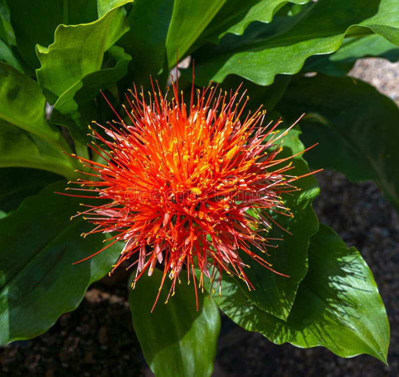 Fireball Lily, African Blood Lily Scadoxus Multiflorus Stock Image ...