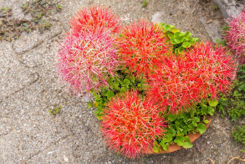 Fireball lily flower stock photo. Image of scadoxus, haemanthus - 59629476