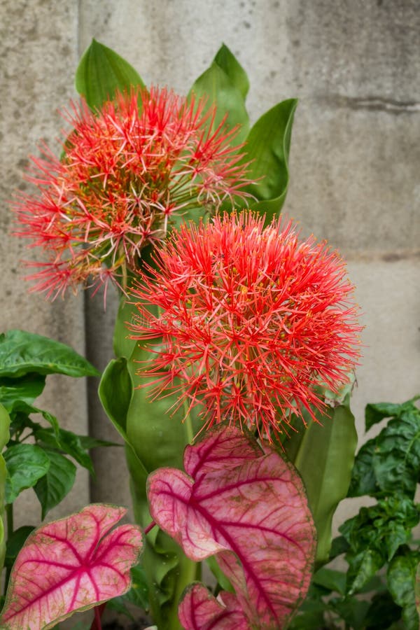 Fireball Flower In Backyard Of Old House Belgaum At Karnataka Stock ...