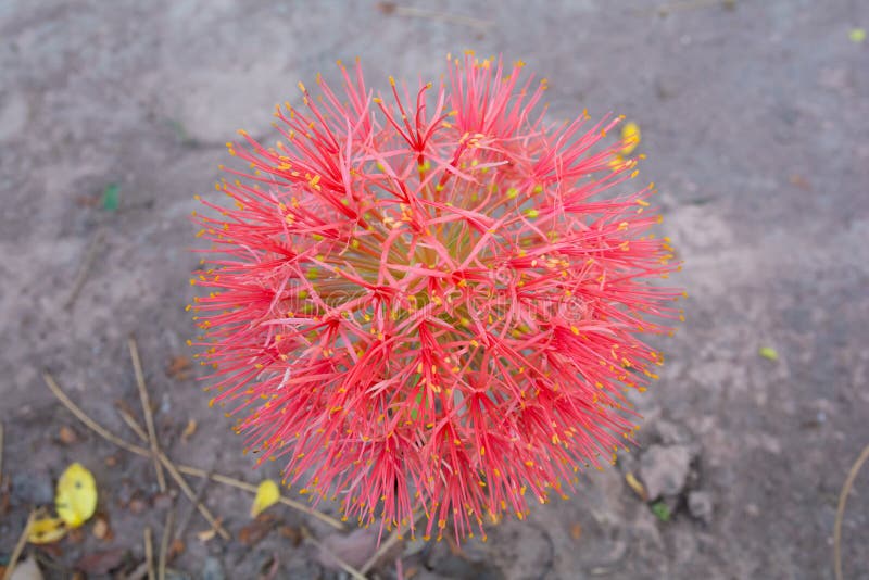 Fireball lily flower stock photo. Image of natural, decorative - 121615300